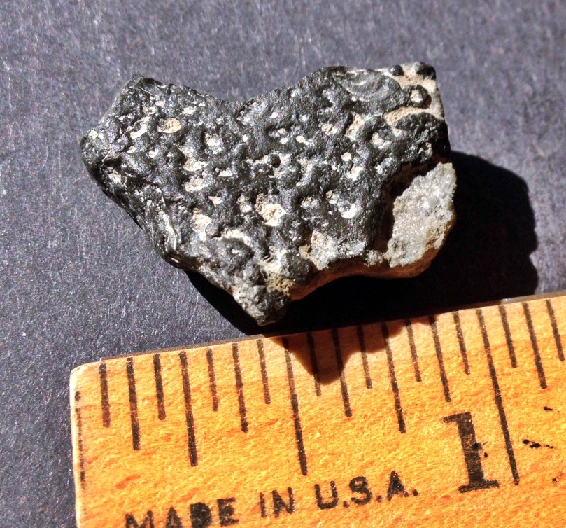 Strange Neogene "Fossil" - Fossil ID - The Fossil Forum