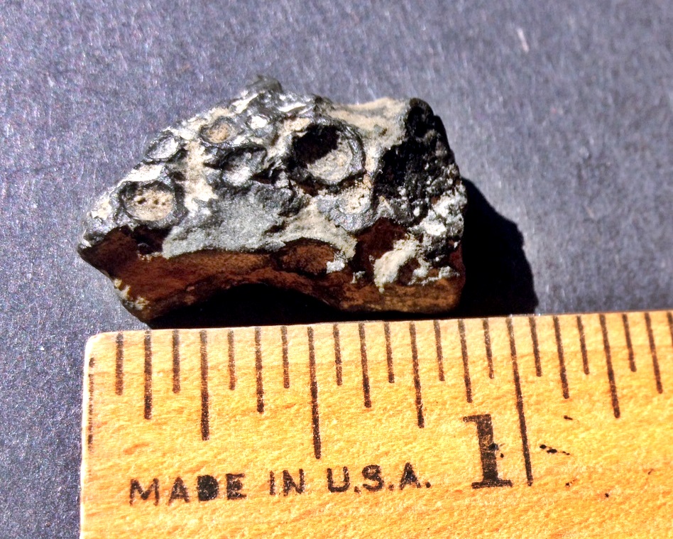 Strange Neogene "Fossil" - Fossil ID - The Fossil Forum