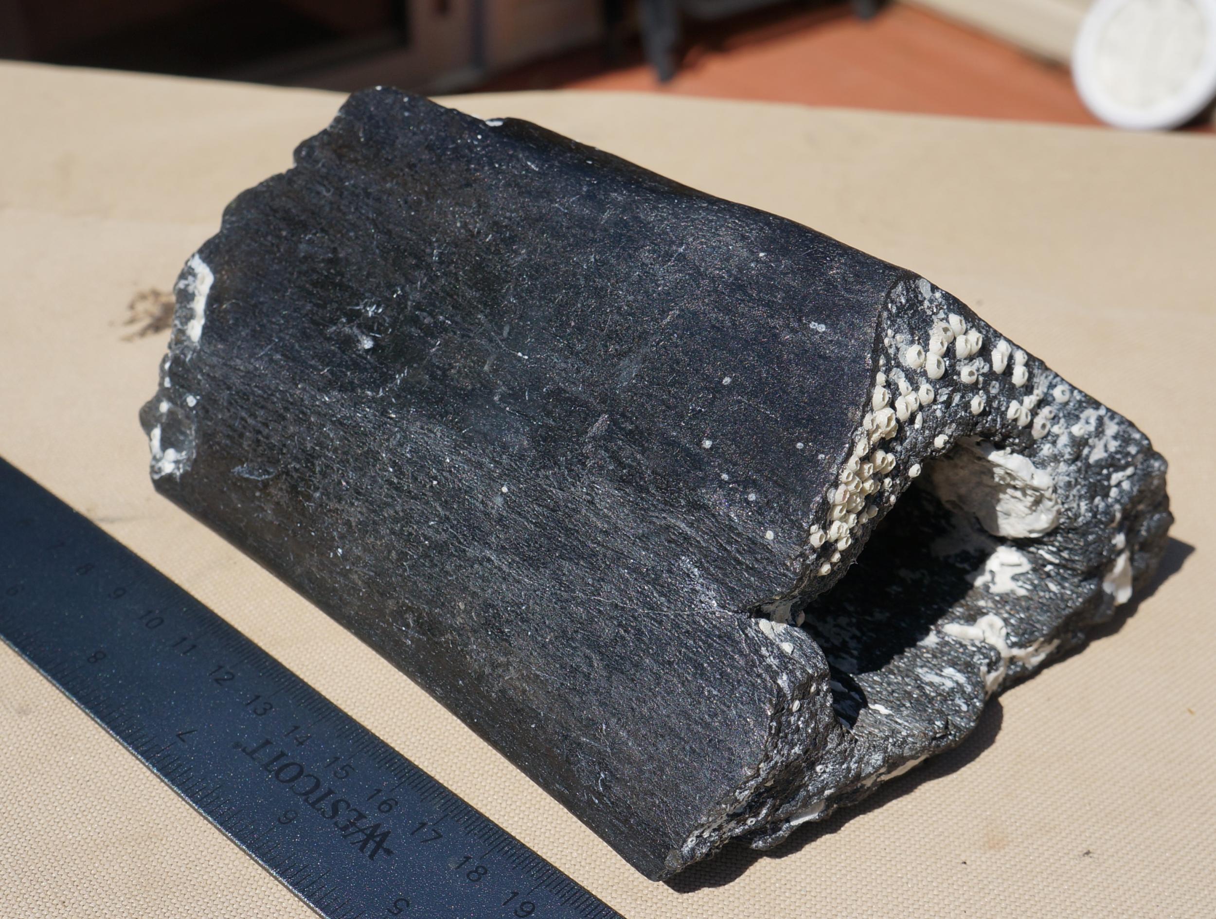 Femur segment? Very triangular cross-section - Fossil ID - The Fossil Forum