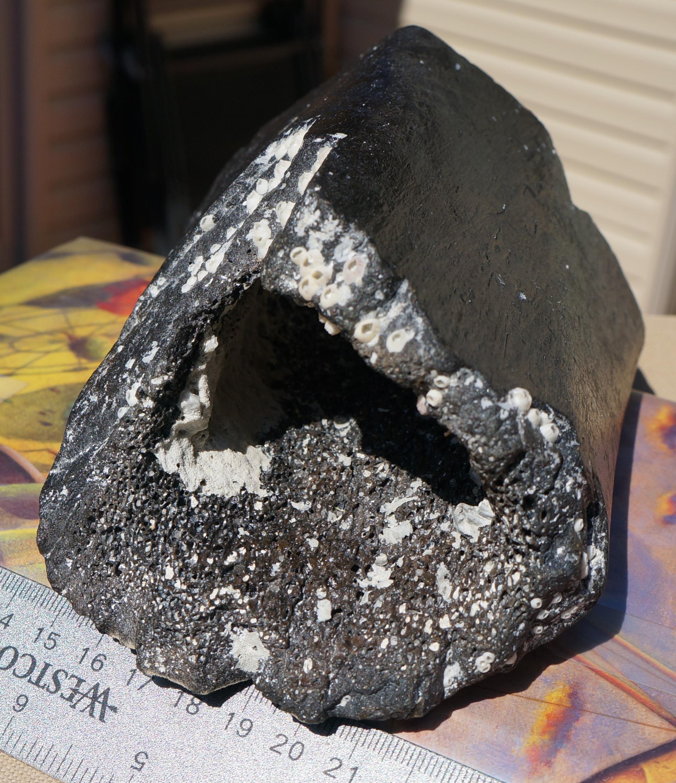 Femur segment? Very triangular cross-section - Fossil ID - The Fossil Forum
