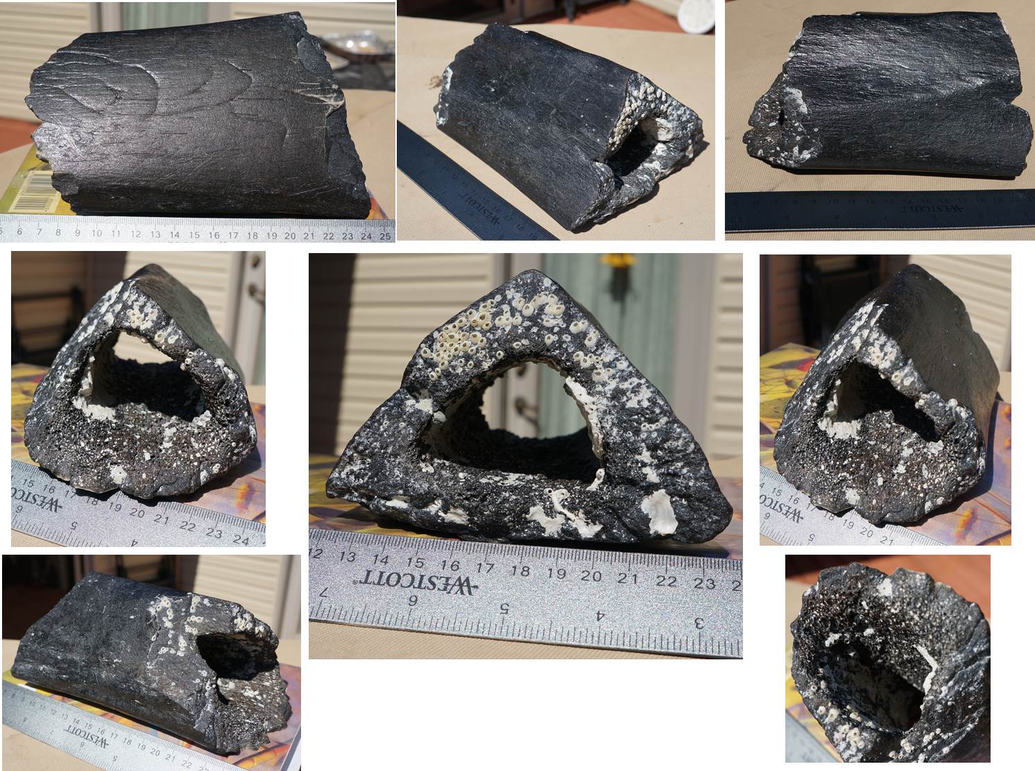 Femur segment? Very triangular cross-section - Fossil ID - The Fossil Forum