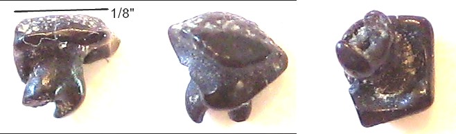 Batoid Tooth - Fossil ID - The Fossil Forum