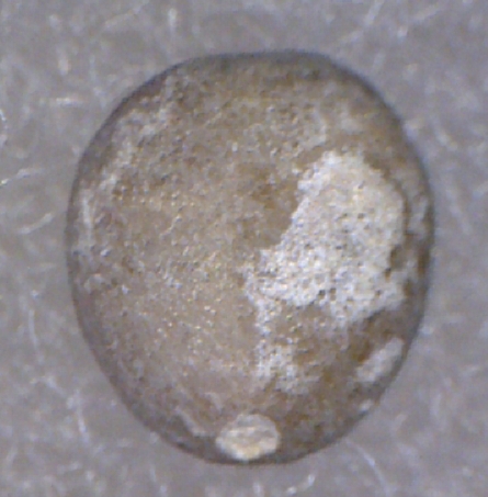 Digital Microscope And Sample Images - Fossil Preparation - The Fossil ...