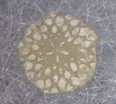 Digital Microscope And Sample Images - Fossil Preparation - The Fossil ...