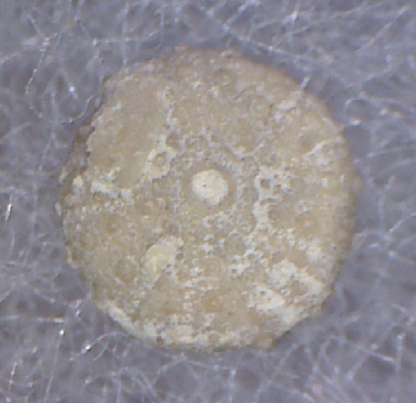Digital Microscope And Sample Images - Fossil Preparation - The Fossil ...