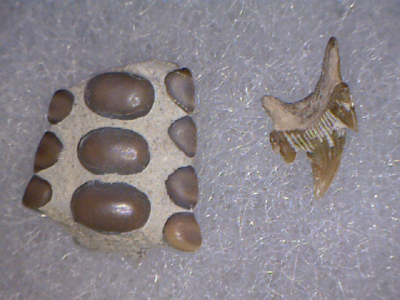 Digital Microscope And Sample Images - Fossil Preparation - The Fossil ...