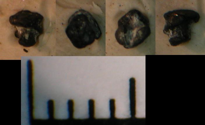 Batoid Tooth - Fossil ID - The Fossil Forum