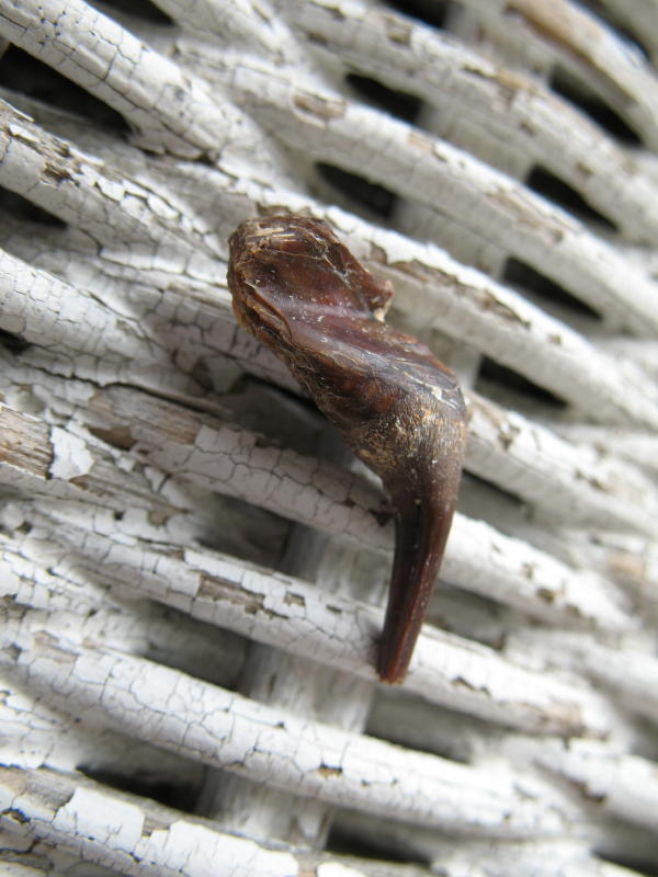 Fish Tooth? - Fossil ID - The Fossil Forum