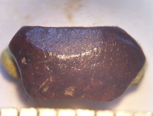 Batoid Tooth - Fossil ID - The Fossil Forum