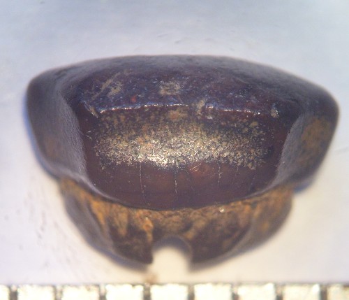 Batoid Tooth - Fossil ID - The Fossil Forum