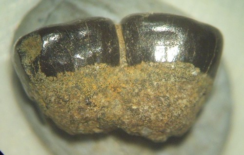 Batoid Tooth - Fossil ID - The Fossil Forum