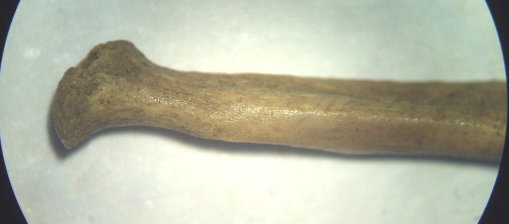 Broken Bones - Member Collections - The Fossil Forum