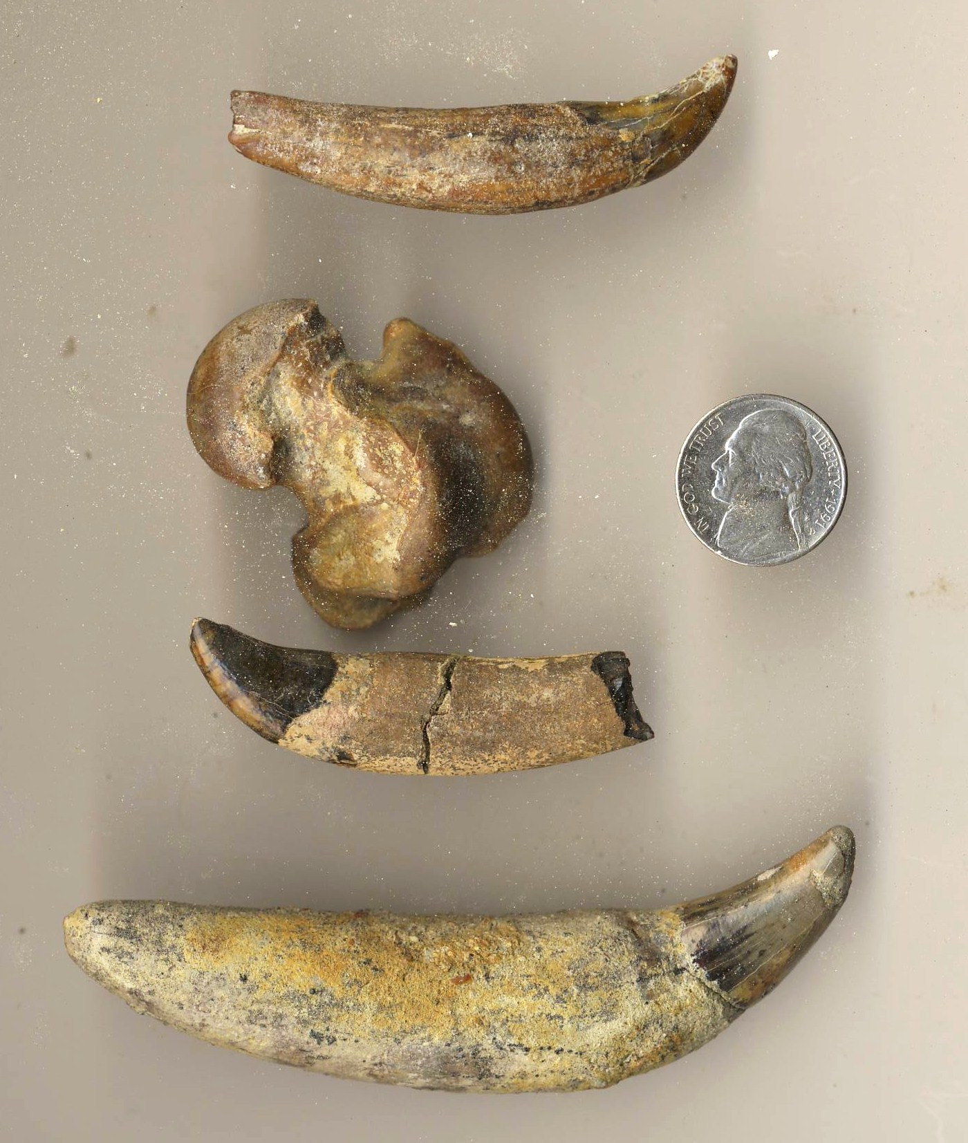 Sth: Non-teeth - Member Collections - The Fossil Forum