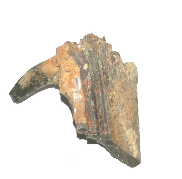 Jaw Section With Tooth - Fossil ID - The Fossil Forum
