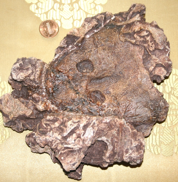 Finally It's Here... - Member Collections - The Fossil Forum