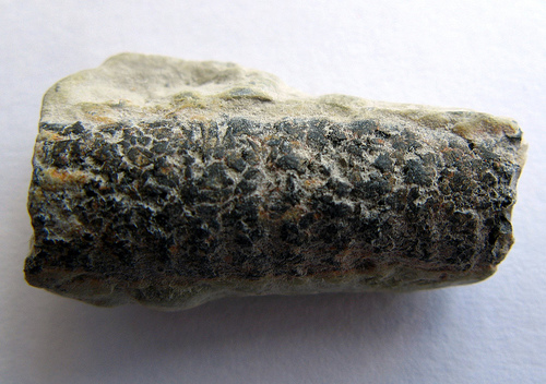 Fossils From Gotland (sweden) - Member Collections - The Fossil Forum