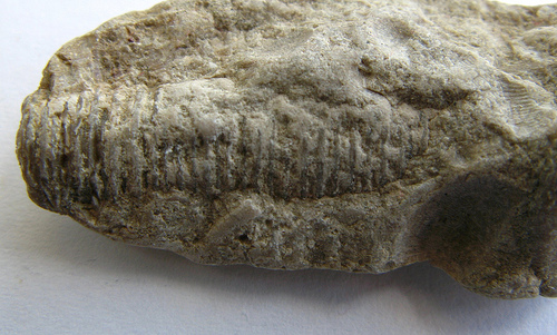 Fossils From Gotland (sweden) - Member Collections - The Fossil Forum