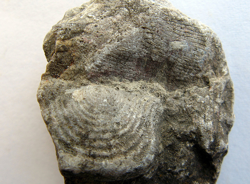 Fossils From Gotland (sweden) - Member Collections - The Fossil Forum