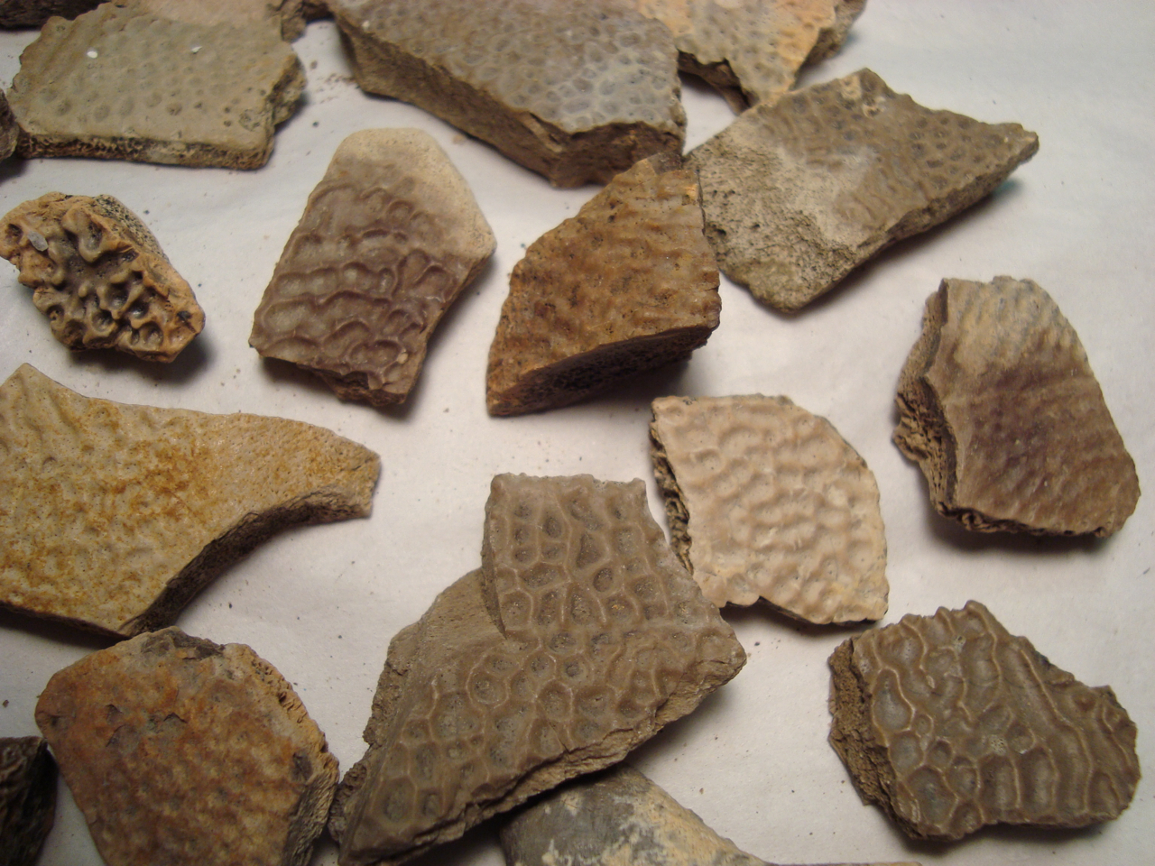 Dino Egg Shell Fragments? Id - Fossil ID - The Fossil Forum