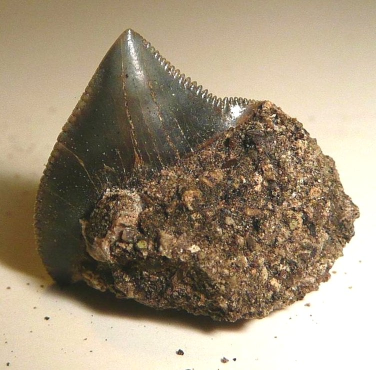 Tough Cretaceous Tooth Id And Location - Fossil ID - The Fossil Forum
