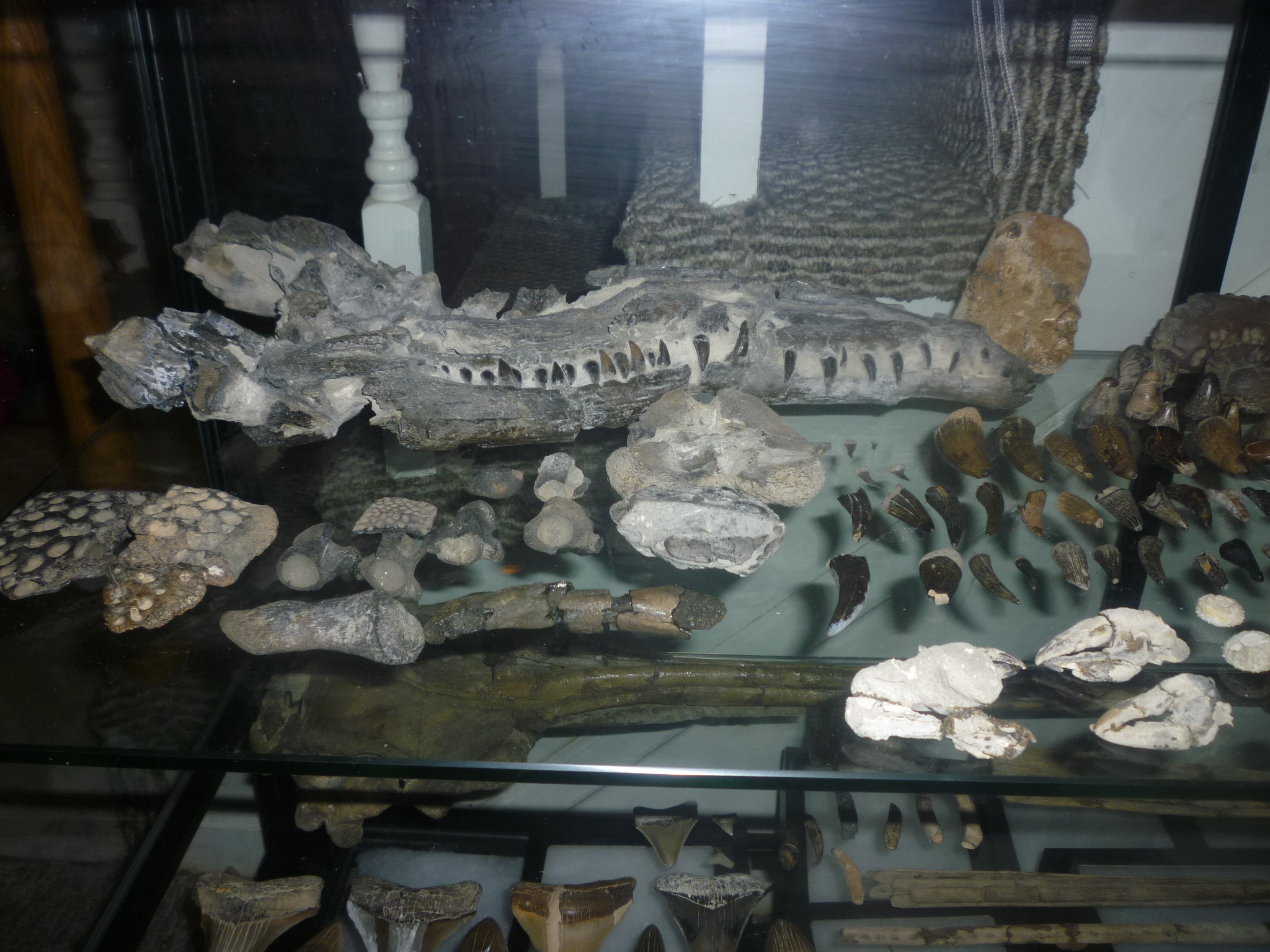 Moving Fossil Room Around - Member Collections - The Fossil Forum