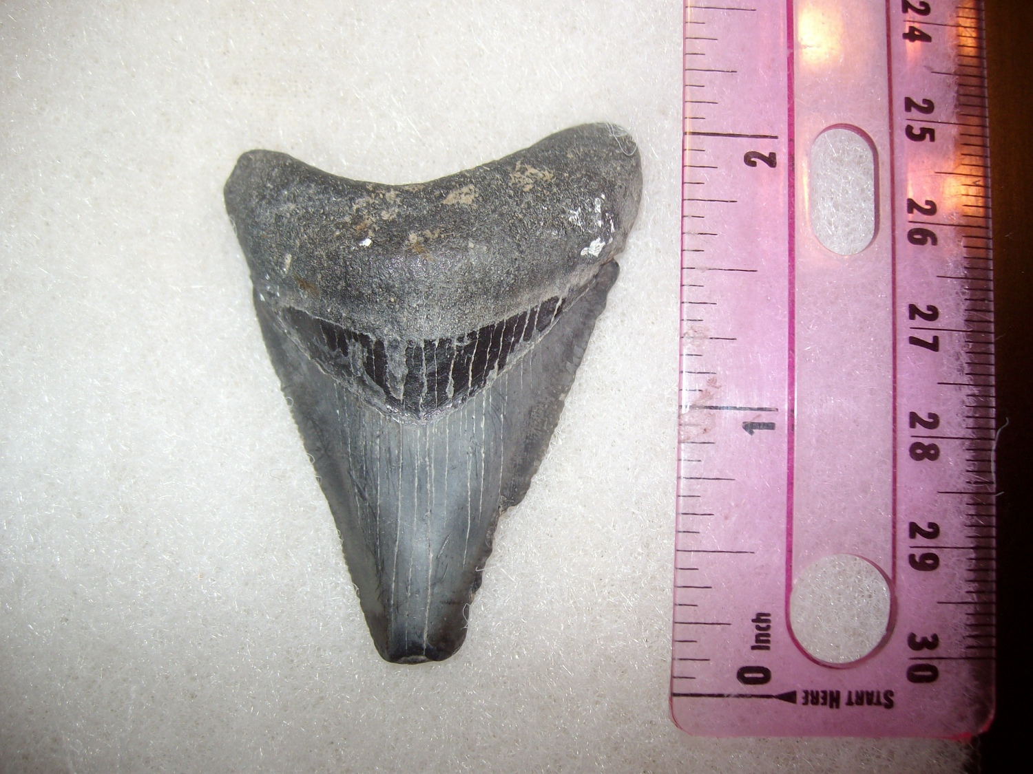 My 1St Large Meg - Member Collections - The Fossil Forum