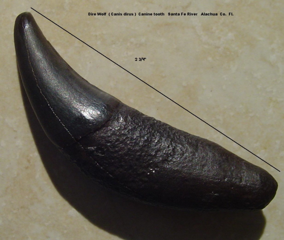 New Tooth - Fossil ID - The Fossil Forum