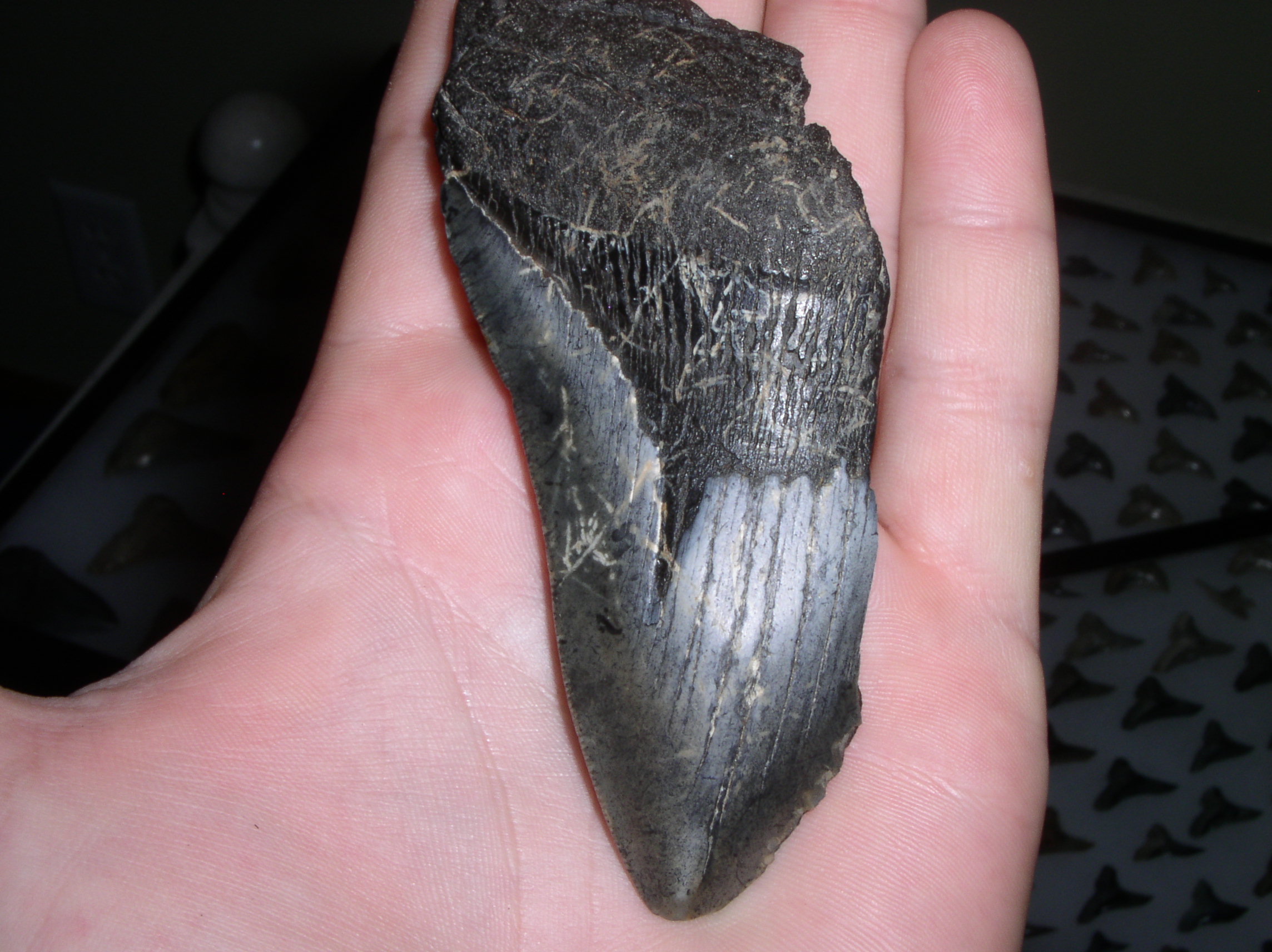 Land Site Meg! - Fossil Hunting Trips - The Fossil Forum