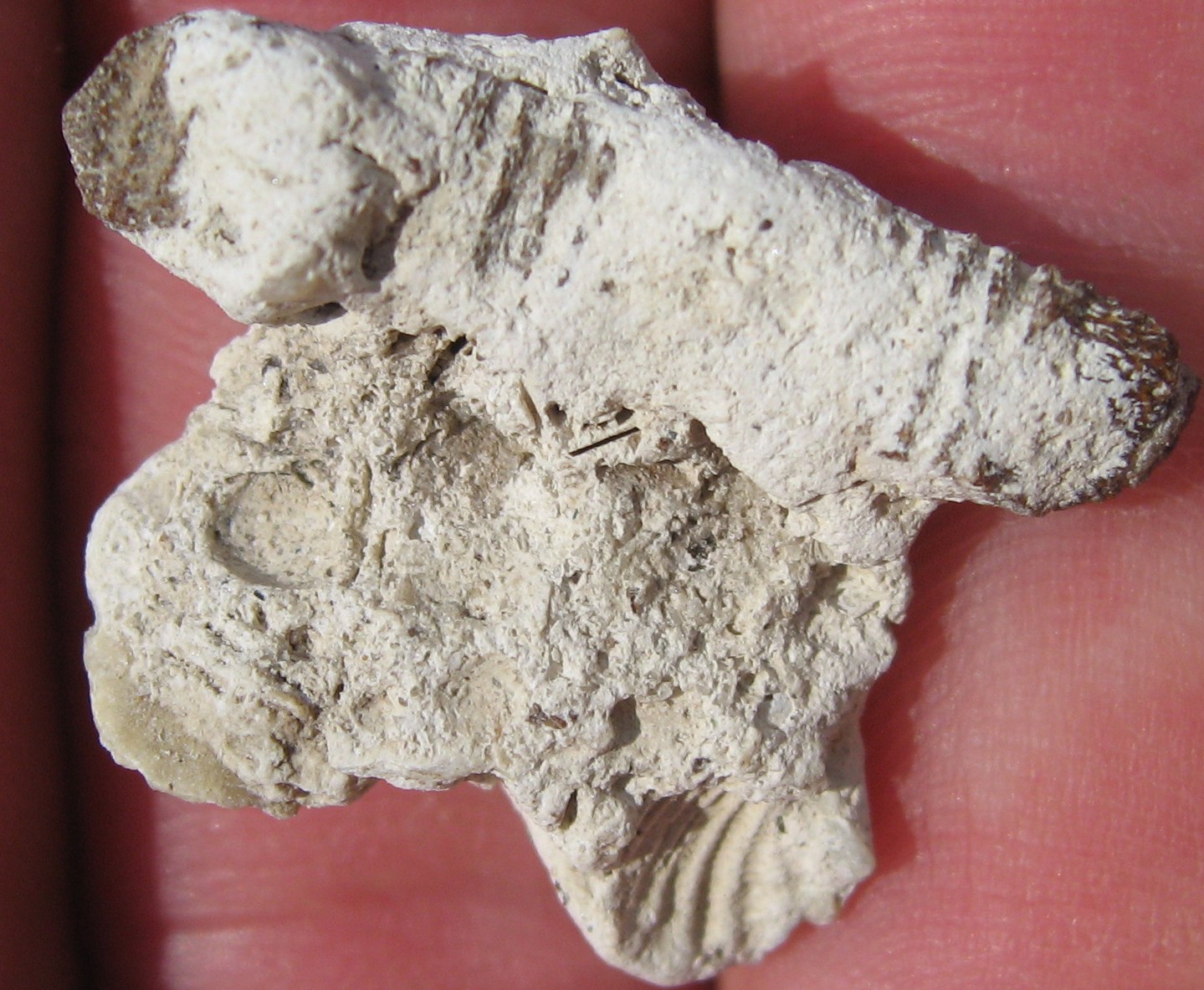 Cool Finds From My Rainy Season Spot. - Fossil Hunting Trips - The ...
