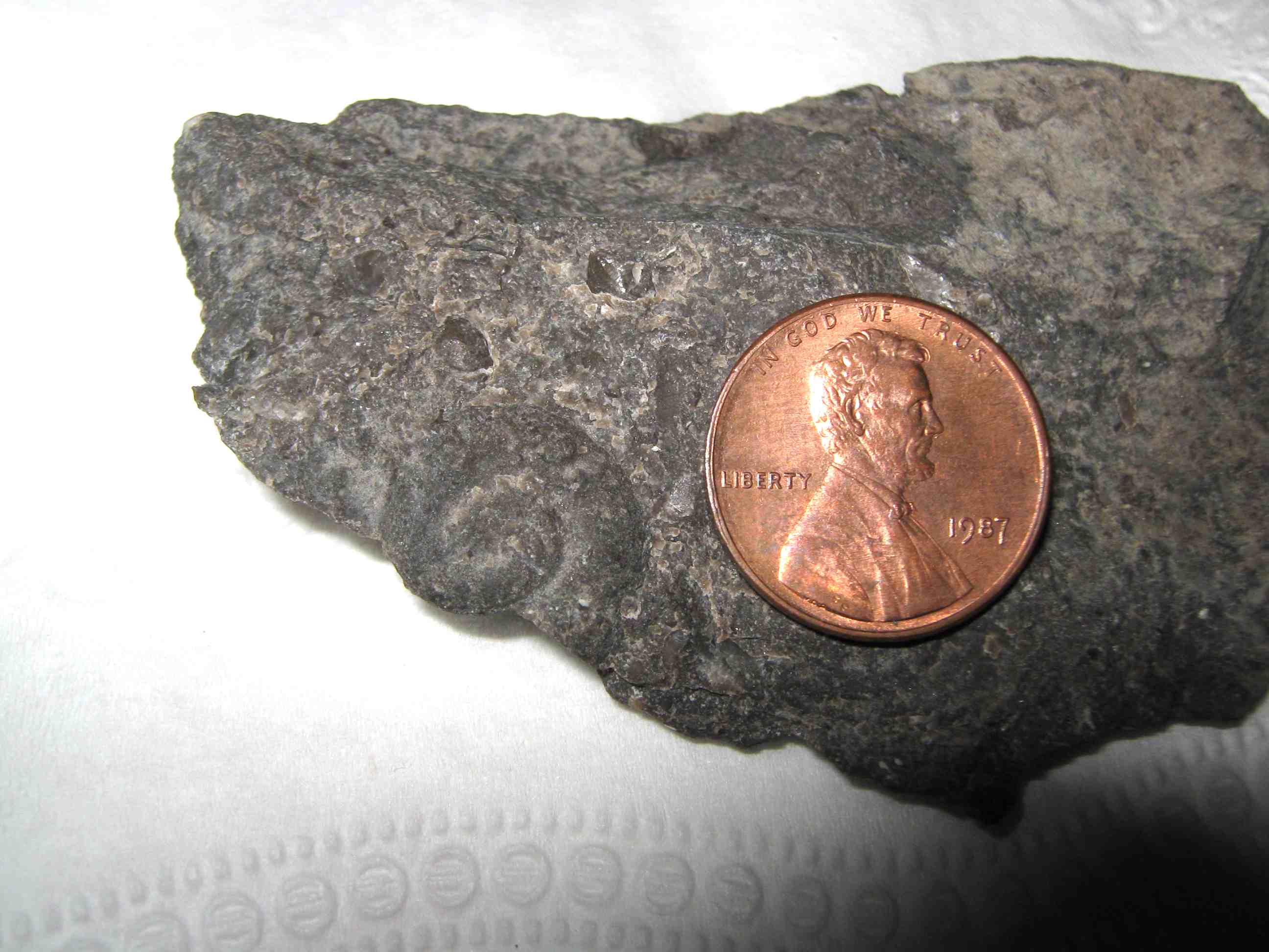 July 5Th Trip - Upstate Ny. - Fossil Hunting Trips - The Fossil Forum