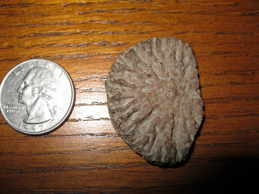 Potomac Finds Virginia - Fossil Hunting Trips - The Fossil Forum