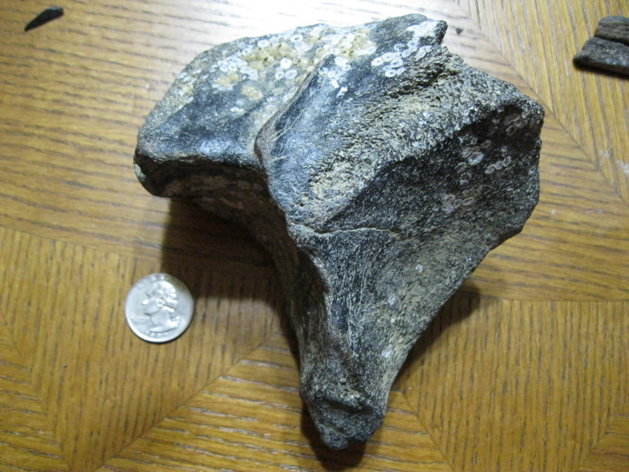 Potomac Finds Virginia - Fossil Hunting Trips - The Fossil Forum