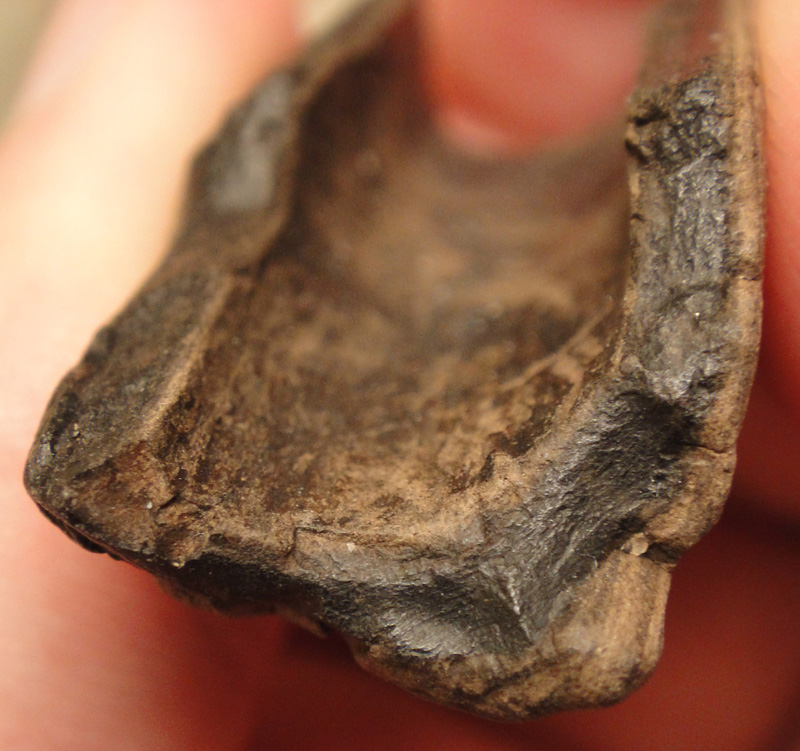 Odd "hollow" Bone - Fossil ID - The Fossil Forum