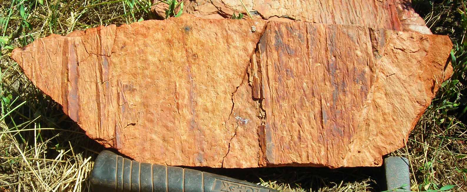 Too Hot To Become Red - Fossil Hunting Trips - The Fossil Forum
