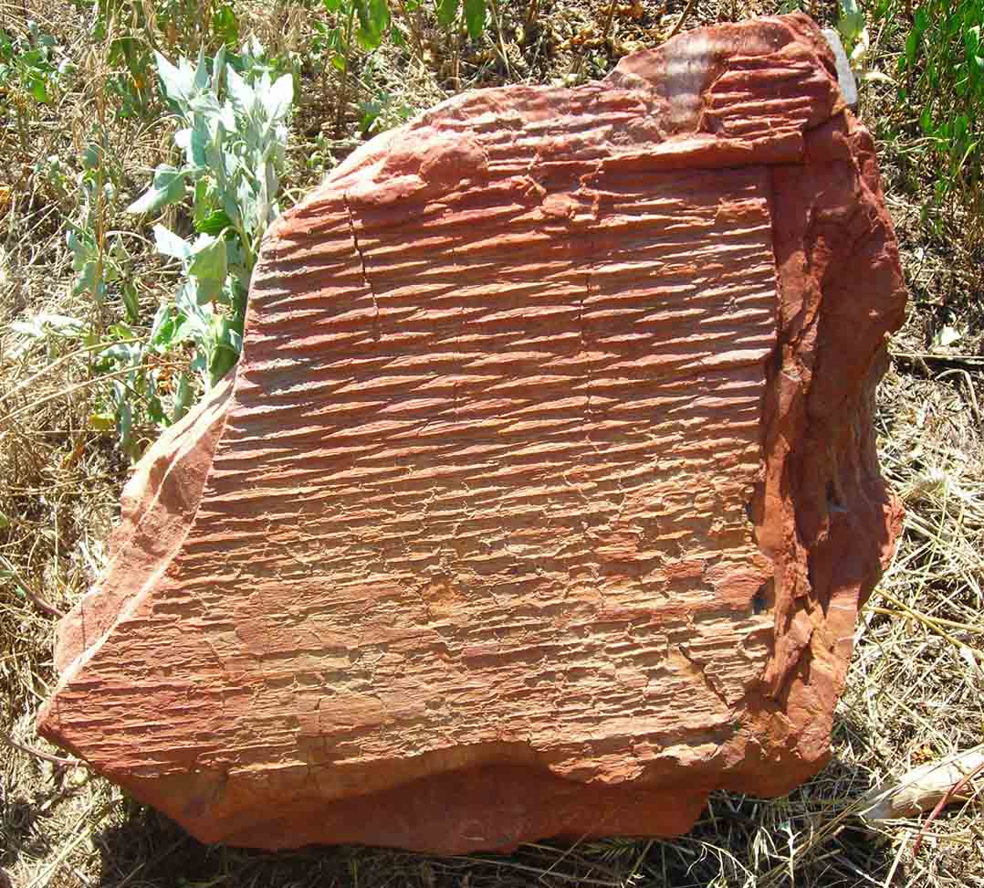 Too Hot To Become Red - Fossil Hunting Trips - The Fossil Forum