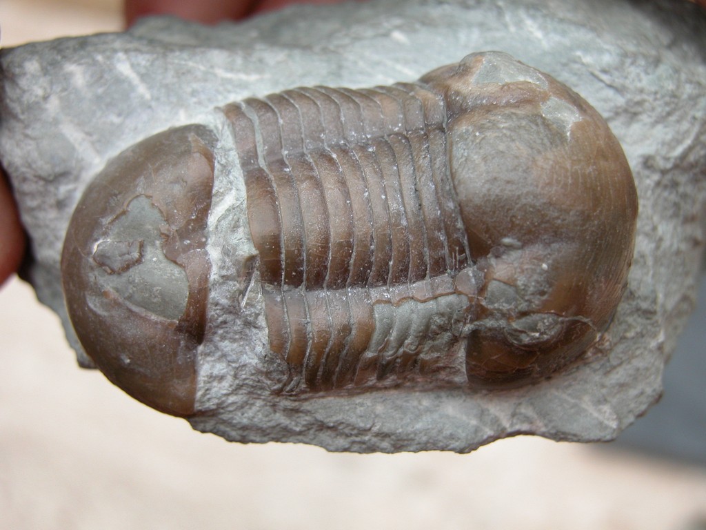 Some Bugs From My Collection :) - Member Collections - The Fossil Forum