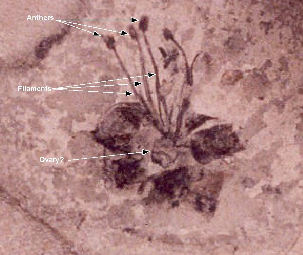 Fossil Flower - Fossil Hunting Trips - The Fossil Forum