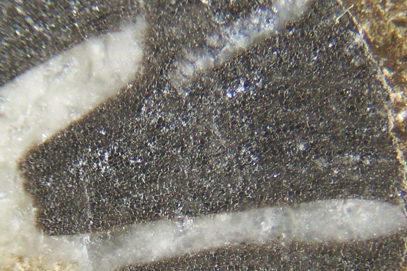 Stigmaria Roots - Questions & Answers - The Fossil Forum