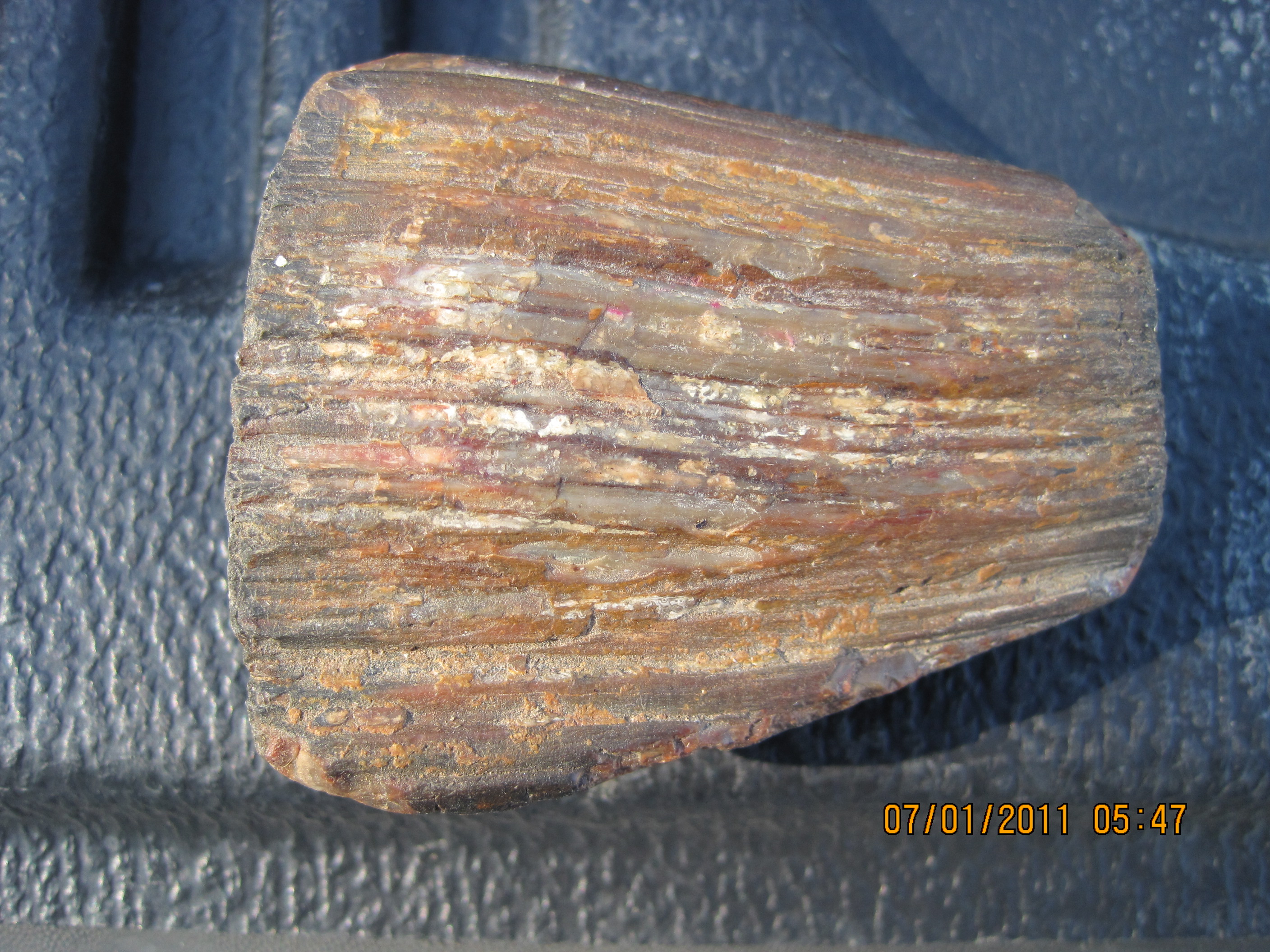 Fibrous Mystery - Fossil ID - The Fossil Forum