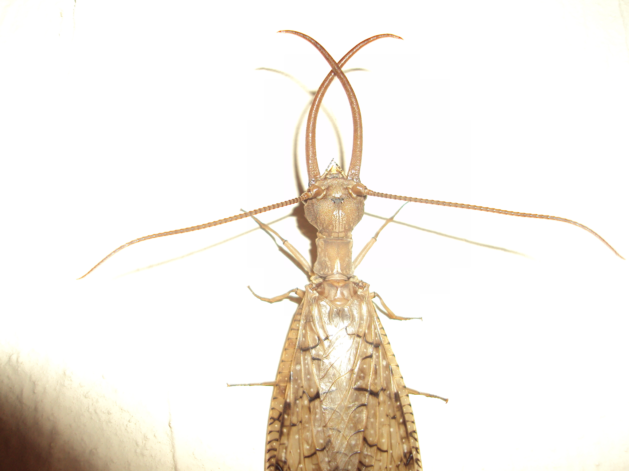 Strange Bug? - Questions & Answers - The Fossil Forum