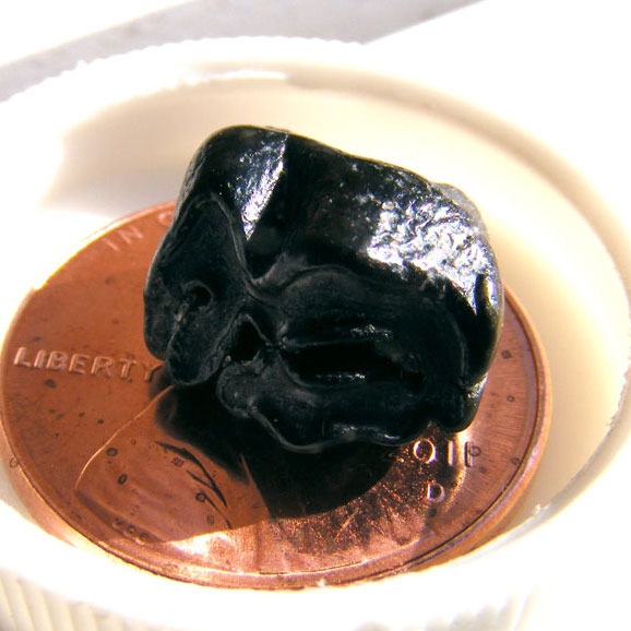 Micro Mammal Teeth - Fossil ID - The Fossil Forum
