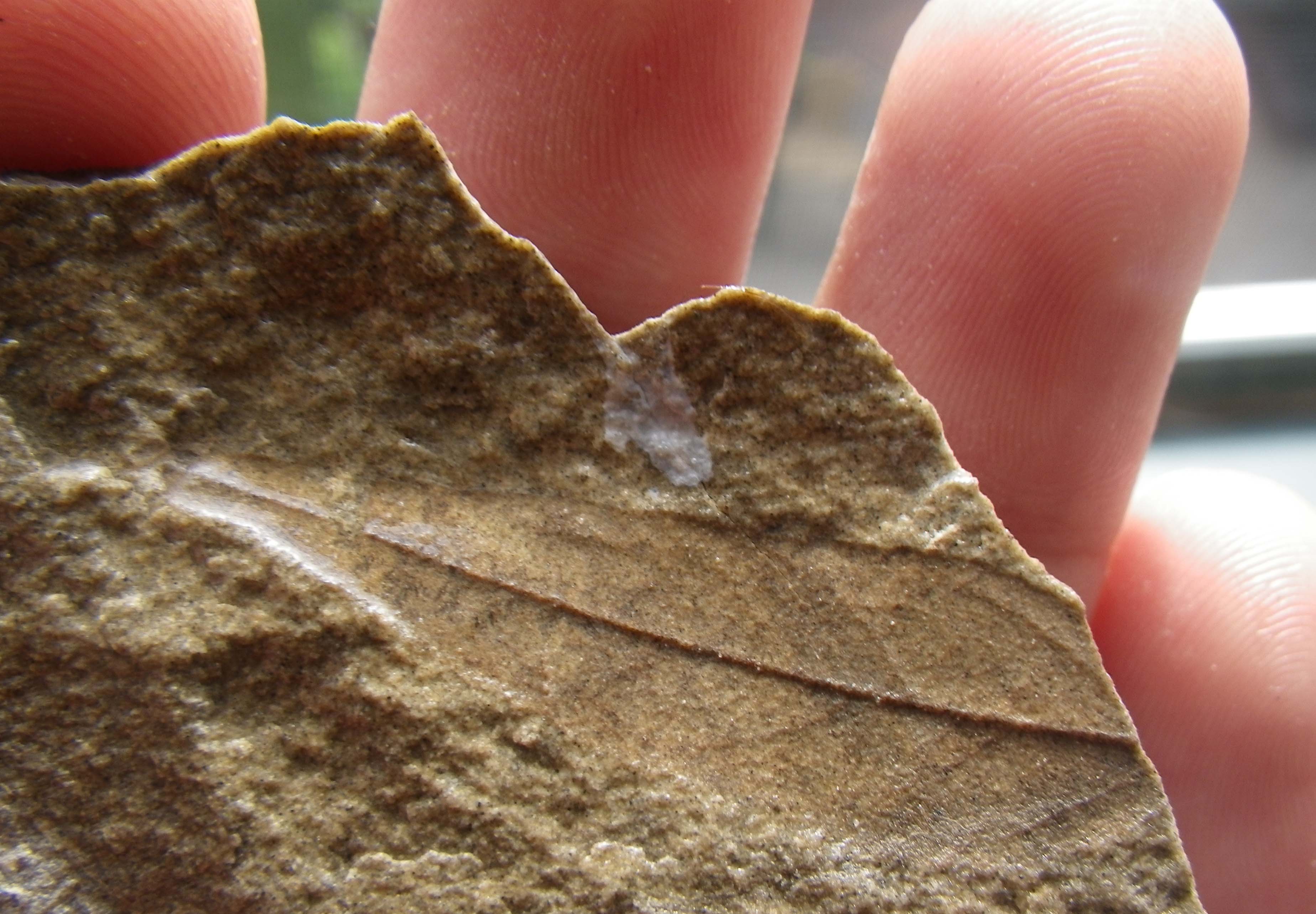 Various Leaves From Eastern Utah - Fossil ID - The Fossil Forum