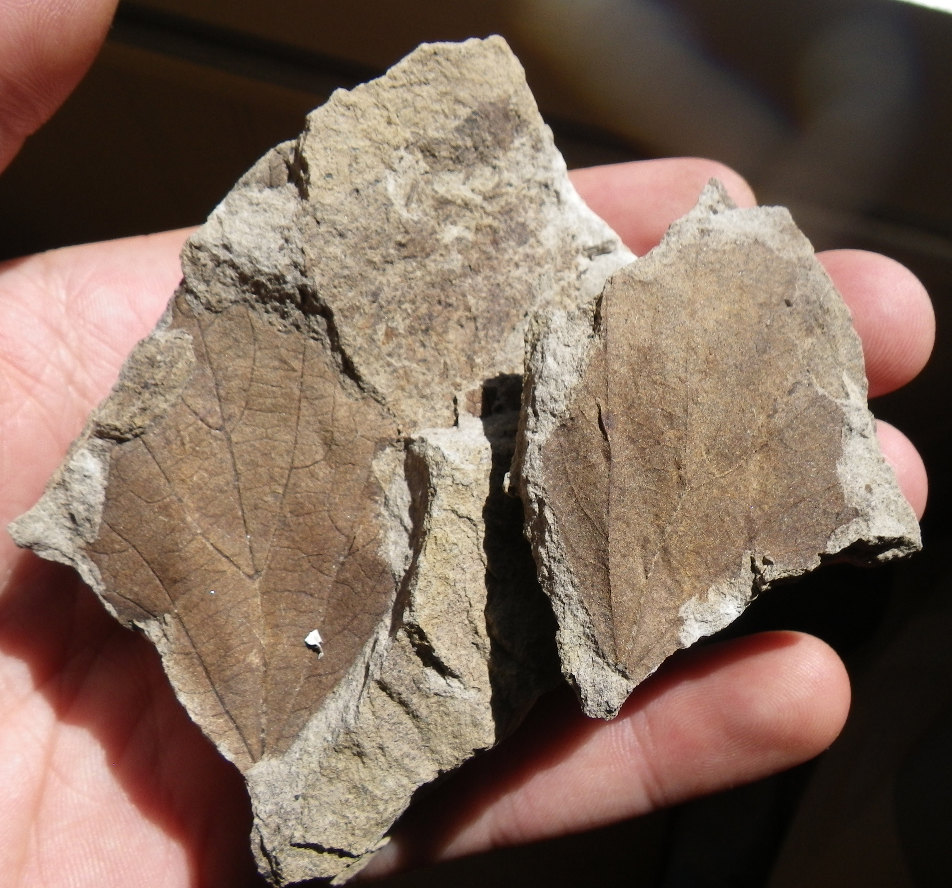 Various Leaves From Eastern Utah - Fossil ID - The Fossil Forum