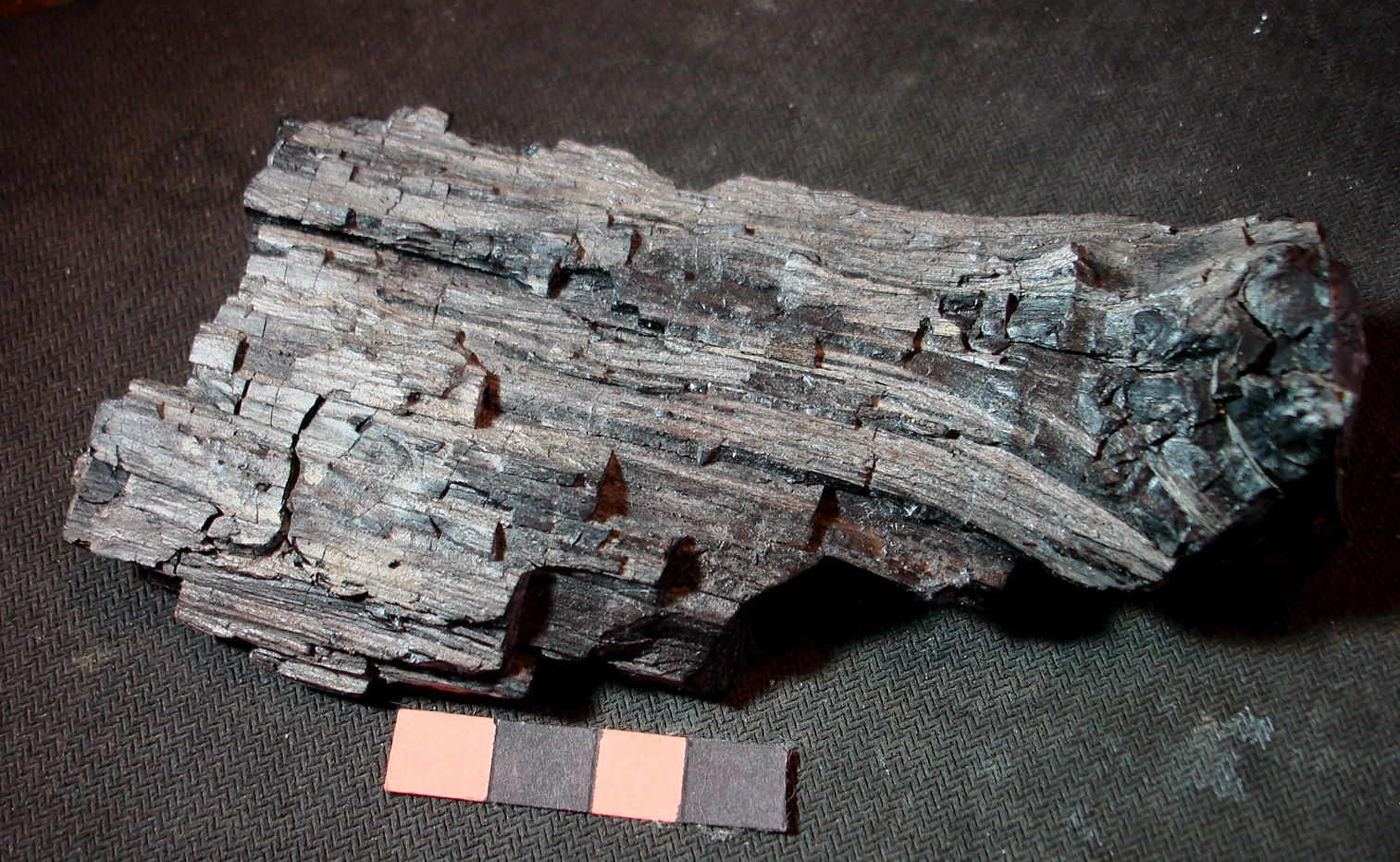 Lignite Logs - Fossil Hunting Trips - The Fossil Forum