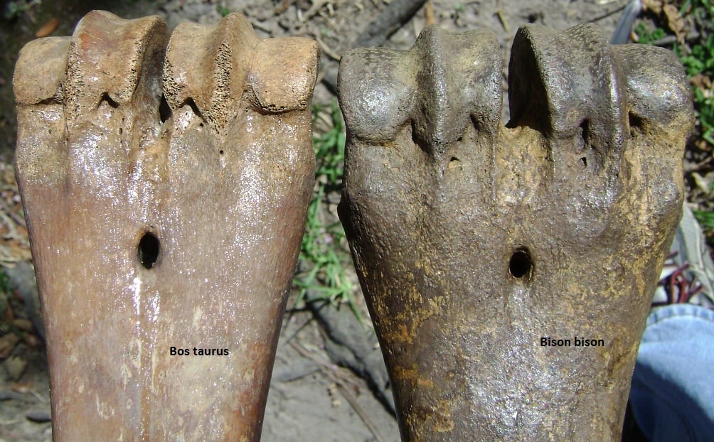 Bison Versus Cow Metatarsal Morphology - General Fossil Discussion ...