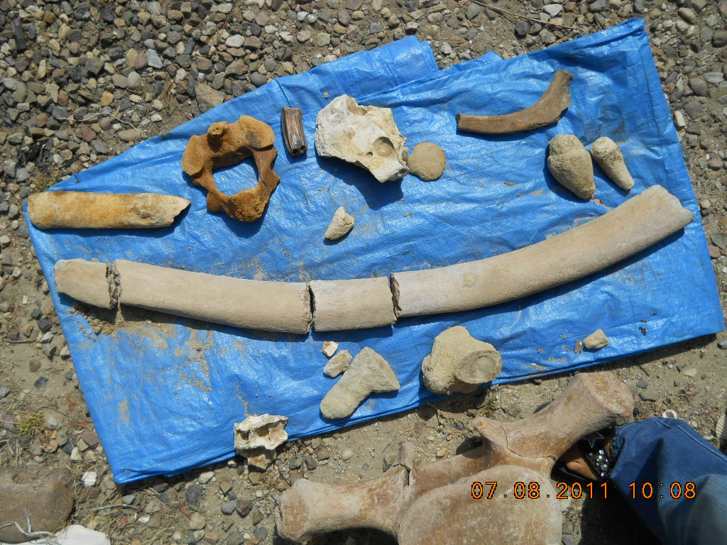 Rib? - Fossil ID - The Fossil Forum