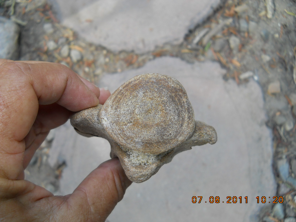 Vert Of What? & Pod Or Poo? - Fossil ID - The Fossil Forum