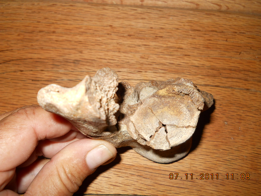 Vert Of What? & Pod Or Poo? - Fossil ID - The Fossil Forum