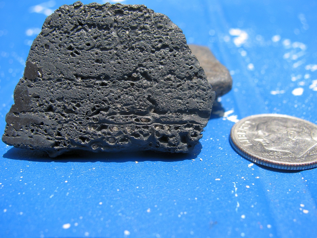 Really Worn Ray Mouth Plate ? - Fossil ID - The Fossil Forum