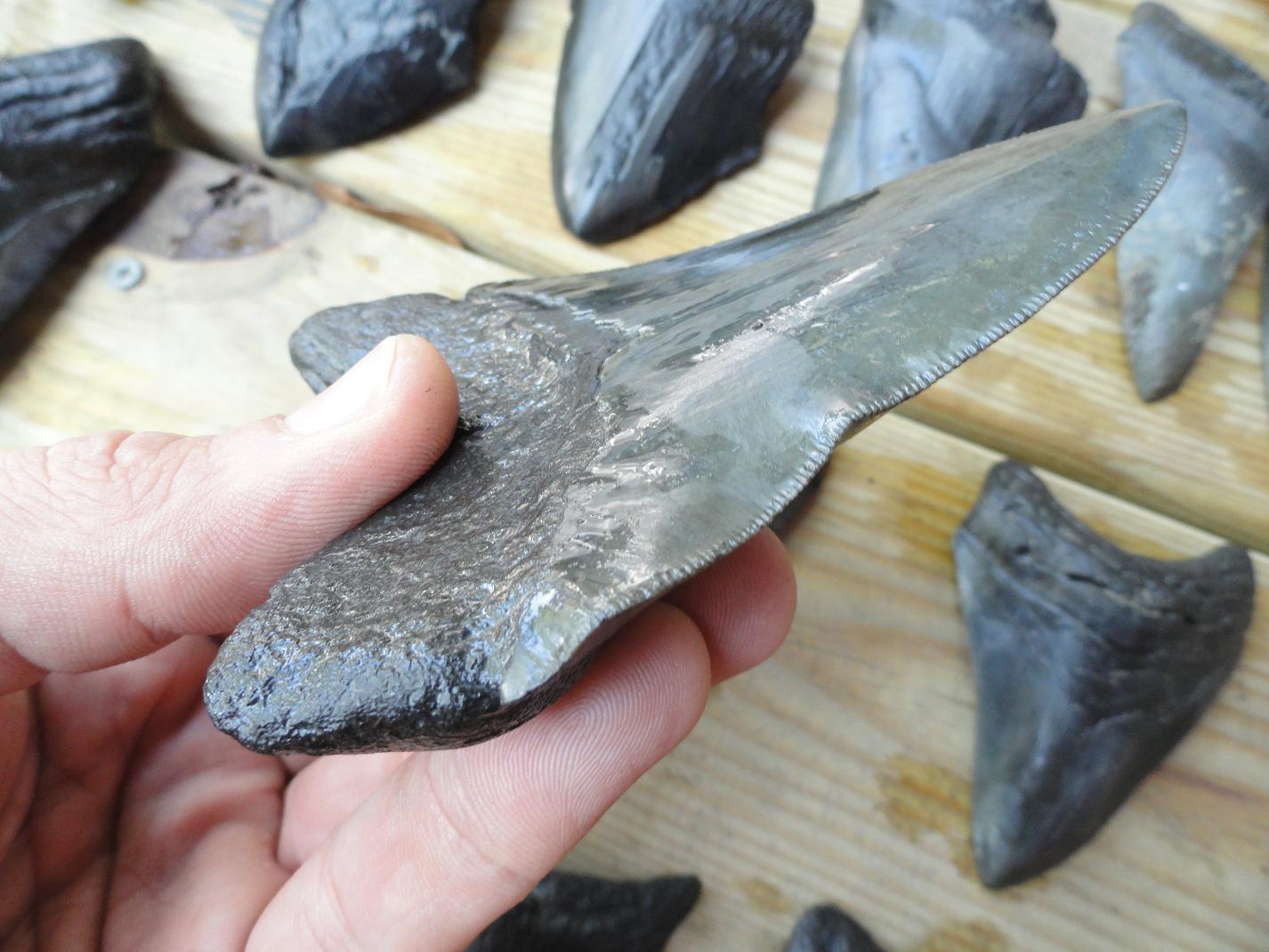 Today's Meg Teeth - Fossil Hunting Trips - The Fossil Forum